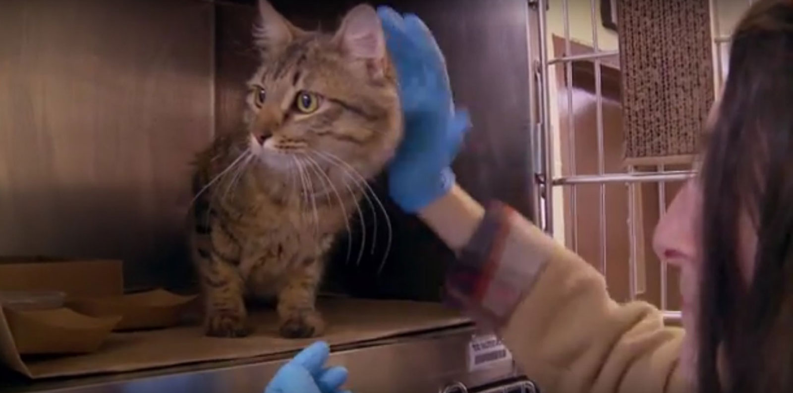 The Cat Rescuers Featured, Reviews Film Threat