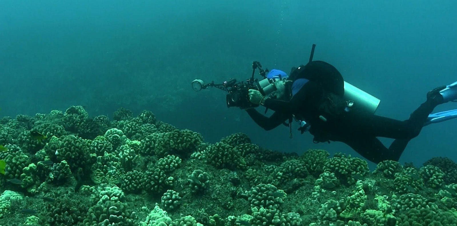 The Dark Hobby | Film Threat