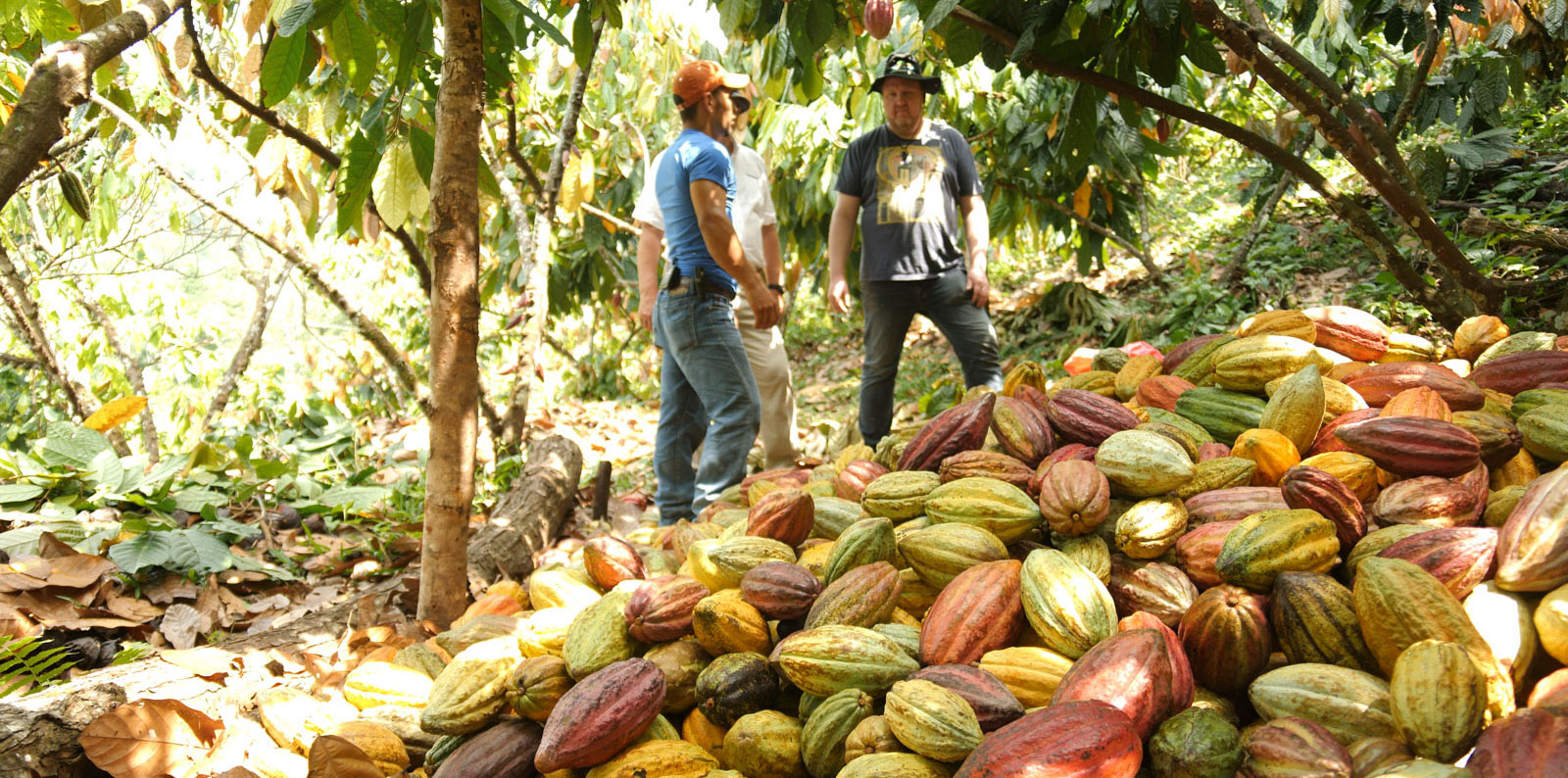 Chocolate Road Featured, Reviews Film Threat