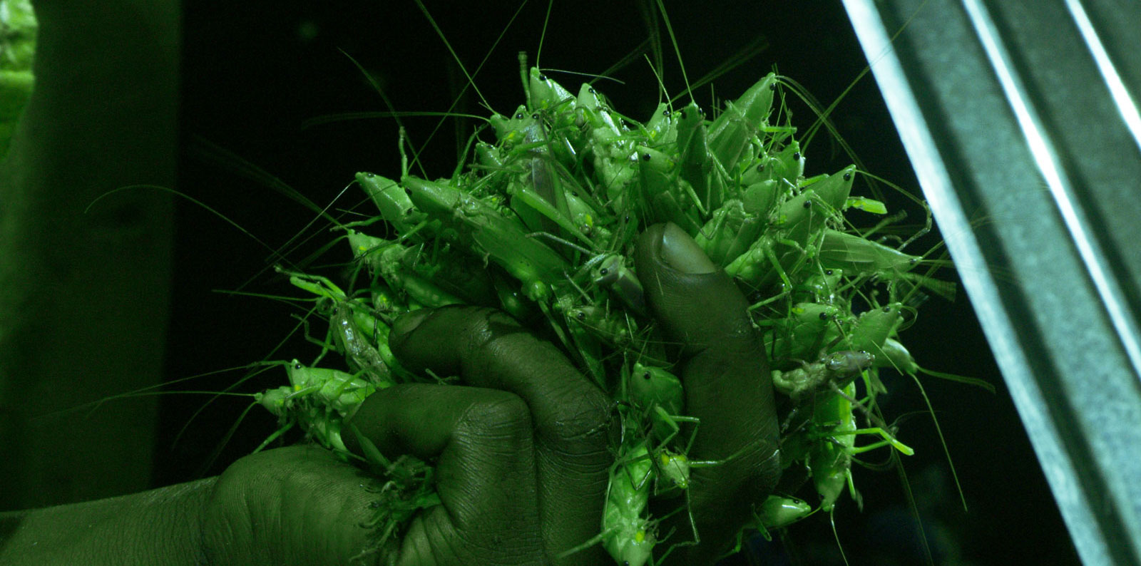 Grasshopper Republic | Film Threat