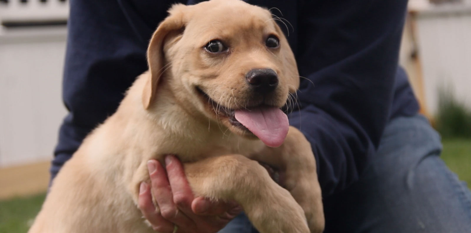 Puppy Love | Film Threat