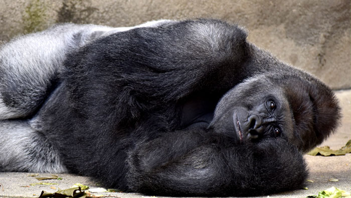 Harambe Icon Harambe Jungle Gorilla Logo | Scalebranding